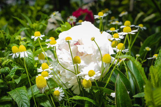 รูปภาพPaeon – เลือกดูภาพถ่ายสต็อก เวกเตอร์ และวิดีโอ848 | Adobe Stock