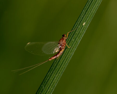 Ephemeridae Billeder – Gennemse 72 stockfotos, vektorer og videoer ...