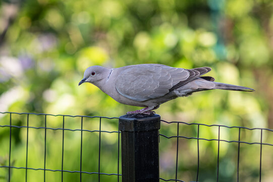 Lachtaube Bilder – Durchsuchen 144 Archivfotos, Vektorgrafiken und ...