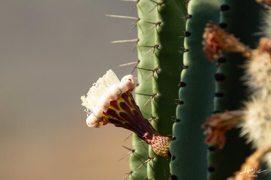 Imágenes de Pitayo: descubre bancos de fotos, ilustraciones, vectores y ...