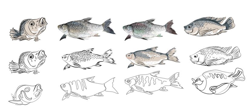 Fish Vector Free