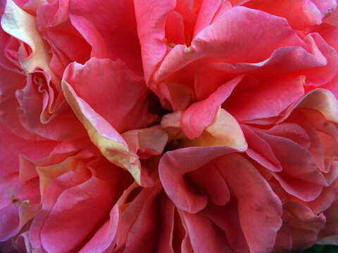 รูปภาพRoman_De_La_Rose – เลือกดูภาพถ่ายสต็อก เวกเตอร์ และวิดีโอ480 ...