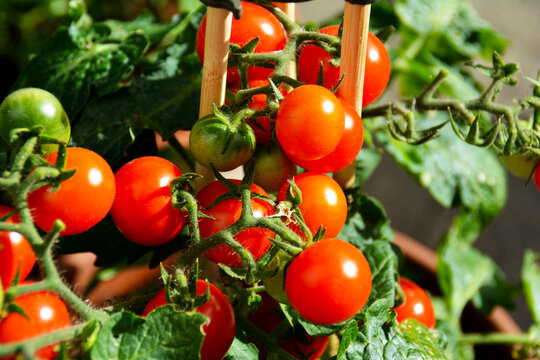รูปภาพKirschtomate – เลือกดูภาพถ่ายสต็อก เวกเตอร์ และวิดีโอ1,936 ...