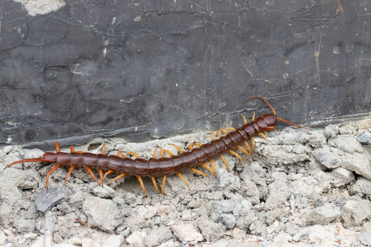 รูปภาพMyriapod – เลือกดูภาพถ่ายสต็อก เวกเตอร์ และวิดีโอ927 | Adobe Stock