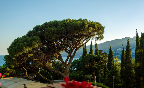 "Mediterranean Cypress" Images – Browse 2,046 Stock Photos, Vectors ...