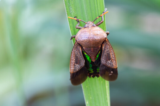 Green Screen Alien Images – Browse 816 Stock Photos, Vectors, and Video ...