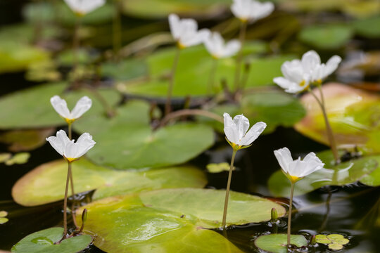 Nymphoides Images – Browse 989 Stock Photos, Vectors, and Video | Adobe Stock