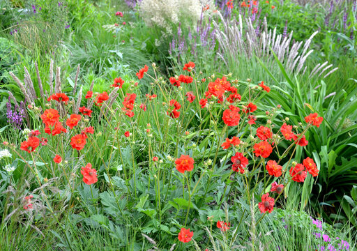 Geum Images – Browse 2,583 Stock Photos, Vectors, and Video | Adobe Stock