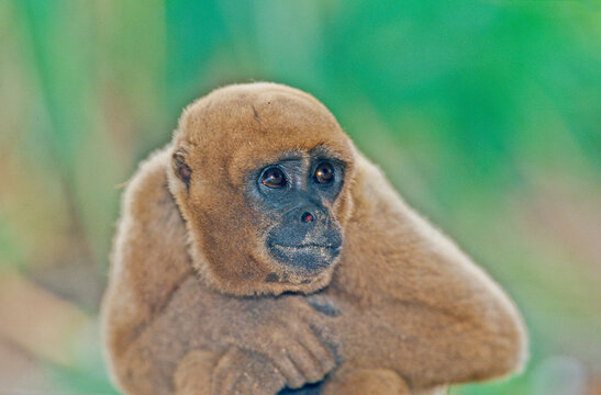 Wolley Images – Browse 15 Stock Photos, Vectors, and Video | Adobe Stock