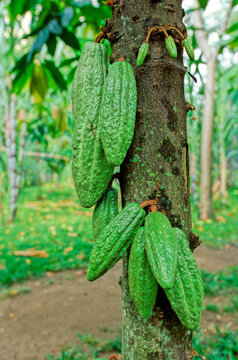 Imágenes de Zuela: descubre bancos de fotos, ilustraciones, vectores y ...