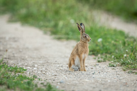 "Young Hare"-Bilder: Stock-Fotos & -Videos. | Adobe Stock