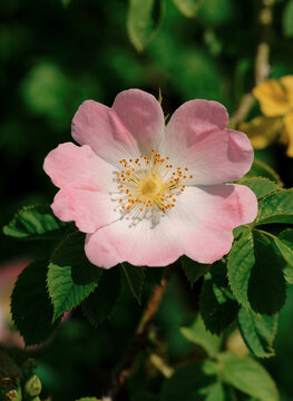 รูปภาพBuschrose – เลือกดูภาพถ่ายสต็อก เวกเตอร์ และวิดีโอ283 | Adobe Stock