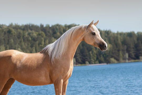 Beautiful Palomino Horses