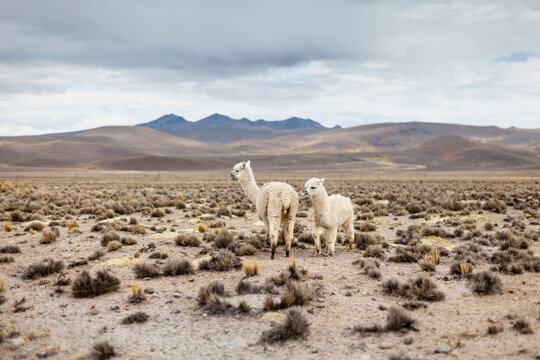 Peru Machu-Picchu Bilder – Durchsuchen 629 Archivfotos, Vektorgrafiken und Videos | Adobe Stock