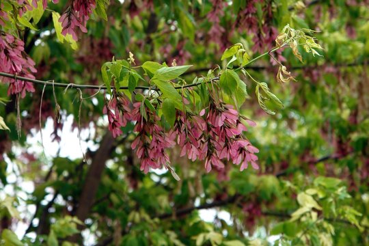 "Manitoba Maple"-Bilder: Stock-Fotos & -Videos. | Adobe Stock