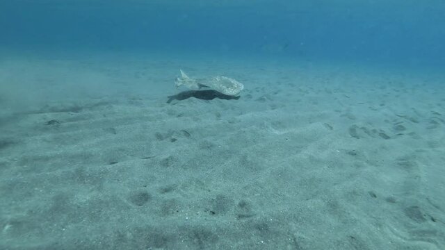 "Common Torpedo" Images – Browse 29 Stock Photos, Vectors, and Video ...