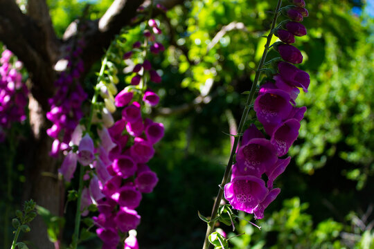 Lilla Bilder – Durchsuchen 5,875 Archivfotos, Vektorgrafiken und Videos ...