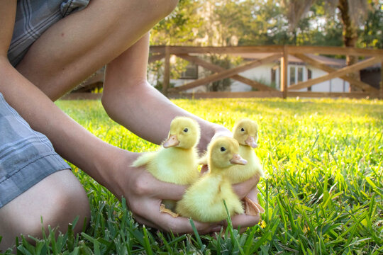 Duckies Images – Browse 887,950 Stock Photos, Vectors, and Video ...