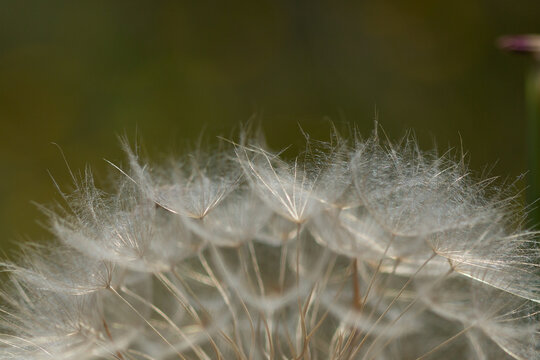 Dispersar-Bilder: Stock-Fotos & -Videos. | Adobe Stock