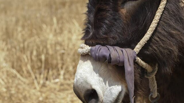 Donk Images – Browse 168 Stock Photos, Vectors, and Video | Adobe Stock