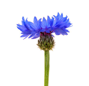 Imágenes de Cyani: descubre bancos de fotos, ilustraciones, vectores y ...