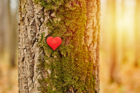 รูปภาพDendrophilia – เลือกดูภาพถ่ายสต็อก เวกเตอร์ และวิดีโอ93 | Adobe Stock