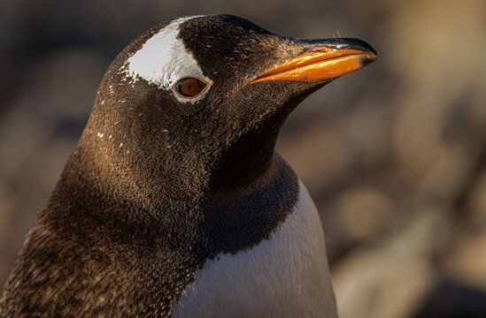 "Gentoo Penguin" Images – Browse 17,145 Stock Photos, Vectors, and ...