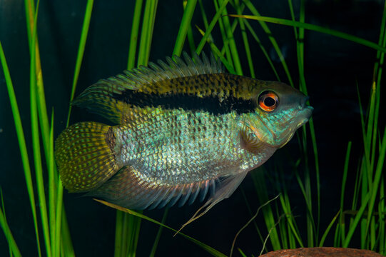 ...Cichlid Images – Browse 20,064 Stock Photos, Vectors, and Video ...