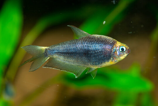 Blue King Tetra