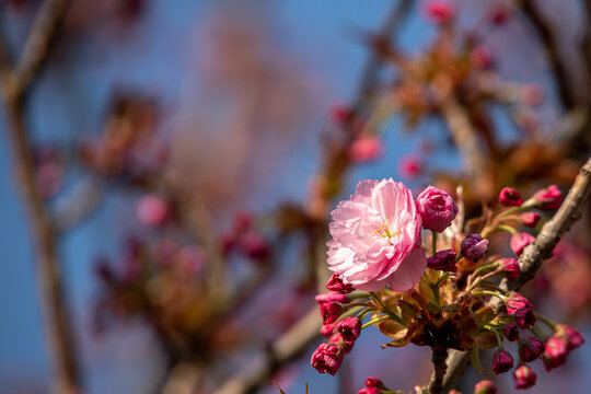 Kische Bilder – Durchsuchen 343 Archivfotos, Vektorgrafiken und Videos ...