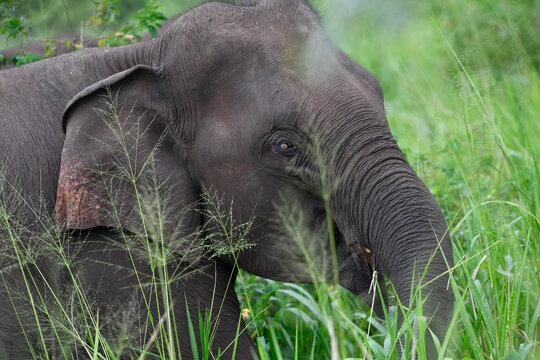 Pachiderma Bilder – Durchsuchen 777 Archivfotos, Vektorgrafiken und ...