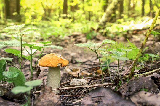 Birken-Rotkappe Bilder – Durchsuchen 666 Archivfotos, Vektorgrafiken ...