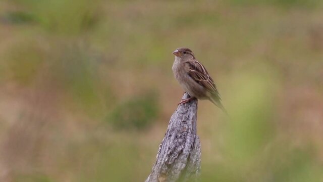 Pousado Images – Browse 428 Stock Photos, Vectors, and Video | Adobe Stock