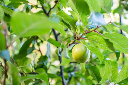 Ringlo Bilder – Durchsuchen 3,908 Archivfotos, Vektorgrafiken und ...