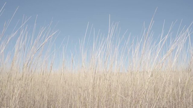 "Long Grass Field" Images – Browse 47 Stock Photos, Vectors, and Video ...