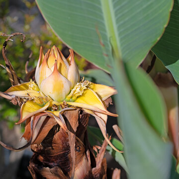 รูปภาพEnset – เลือกดูภาพถ่ายสต็อก เวกเตอร์ และวิดีโอ116 | Adobe Stock