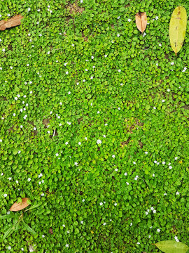 รูปภาพRastrero – เลือกดูภาพถ่ายสต็อก เวกเตอร์ และวิดีโอ69 | Adobe Stock