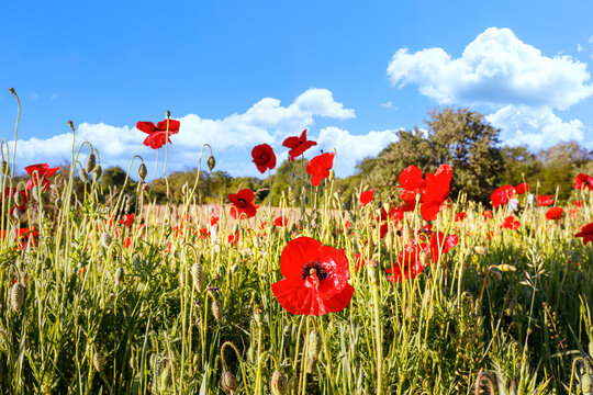 Pfingstblumen Images – Browse 16 Stock Photos, Vectors, and Video ...