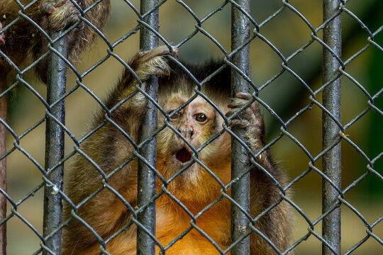 Hurt Zoo Animal Bilder – Durchsuchen 979 Archivfotos, Vektorgrafiken ...