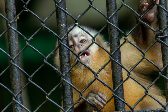 Hurt Zoo Animal Bilder – Durchsuchen 979 Archivfotos, Vektorgrafiken ...