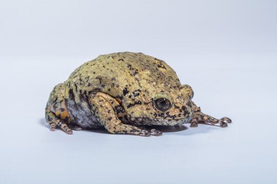 Kaloula Images – Browse 461 Stock Photos, Vectors, and Video | Adobe Stock