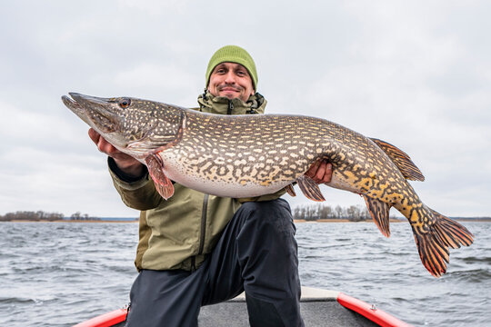「Esox」の写真素材 | 63,229件の無料イラスト画像 | Adobe Stock