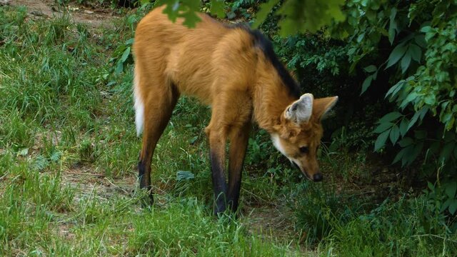 รูปภาพRedwolves – เลือกดูภาพถ่ายสต็อก เวกเตอร์ และวิดีโอ2,718 | Adobe Stock