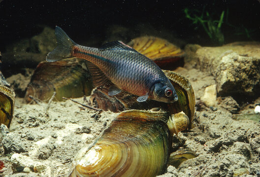 รูปภาพBitterling – เลือกดูภาพถ่ายสต็อก เวกเตอร์ และวิดีโอ211 | Adobe Stock