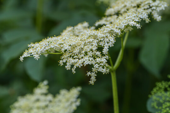 「Hollunder」の写真素材 | 522件の無料イラスト画像 | Adobe Stock