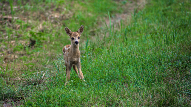 「Sarenka」の写真素材 | 173件の無料イラスト画像 | Adobe Stock
