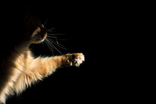 รูปภาพMatutino – เลือกดูภาพถ่ายสต็อก เวกเตอร์ และวิดีโอ364 | Adobe Stock