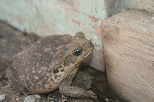 "Sapo Bilder – Durchsuchen 2,462 Archivfotos, Vektorgrafiken und Videos ...