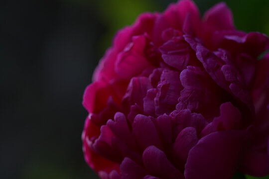 Pfingstblumen-Bilder: Stock-Fotos & -Videos. | Adobe Stock