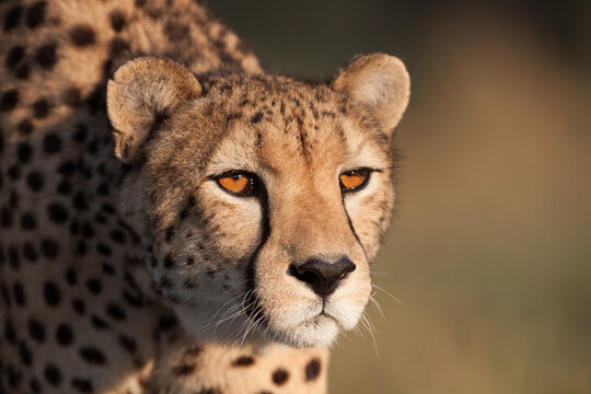Cheetah Face Wallpaper Hd